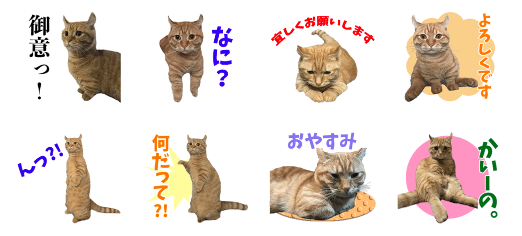 ギンちゃんのオリジナルLINEスタンプ制作 | Hapi Sta!（ハピスタ）- LINEスタンプ制作・作成代行サービス