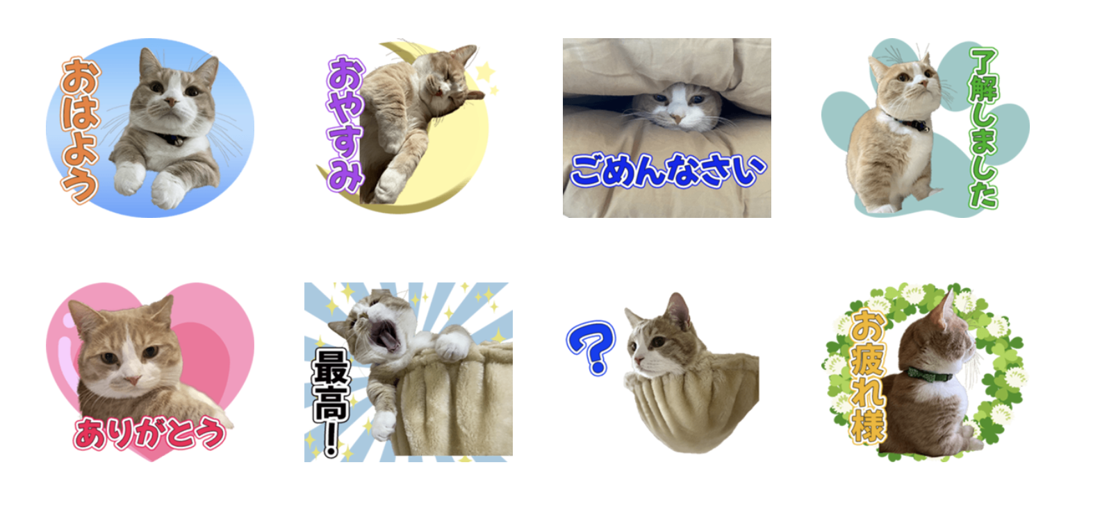 マンチカンのウルくん | Hapi Sta!（ハピスタ）- LINEスタンプ制作・作成代行サービス