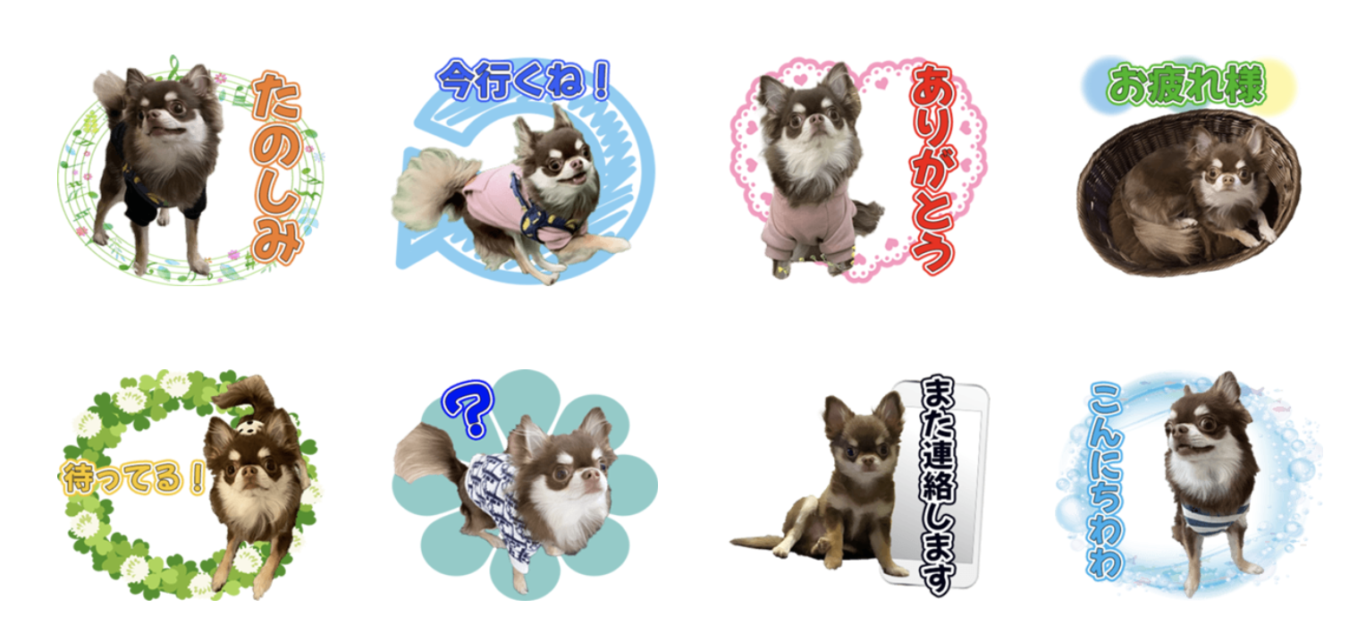 チワワのポコくん♥ | Hapi Sta!（ハピスタ）- LINEスタンプ制作・作成代行サービス