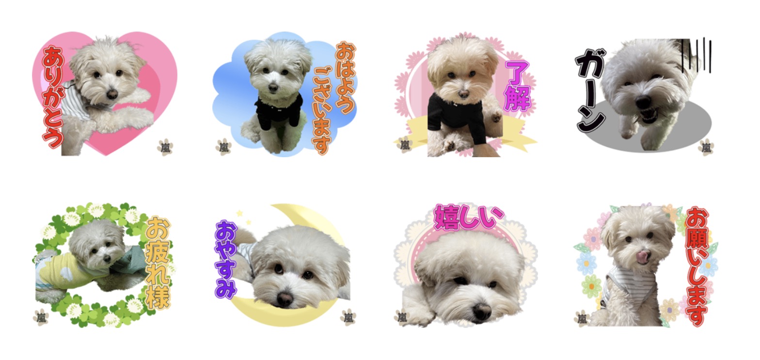 ポメプーの嵐 | Hapi Sta!（ハピスタ）- LINEスタンプ制作・作成代行サービス