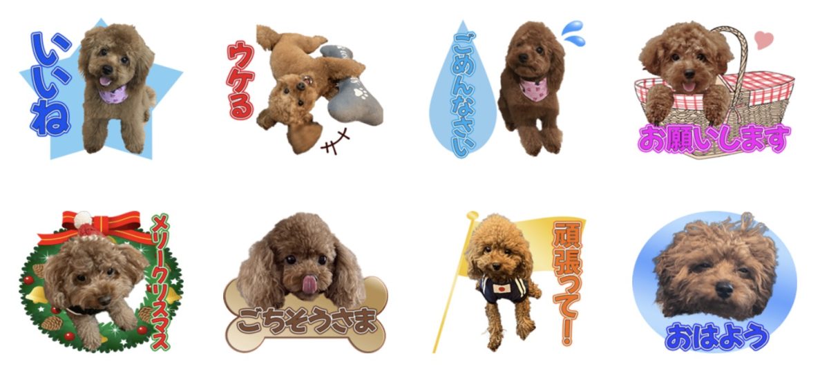 トイプードル♂ラテのスタンプ | Hapi Sta!（ハピスタ）- LINEスタンプ制作・作成代行サービス