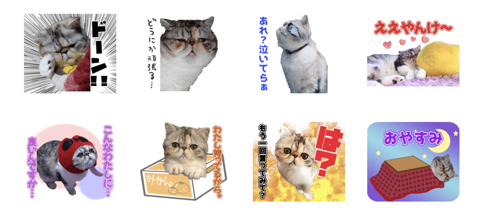 もっちゃんスタンプ★ | Hapi Sta!（ハピスタ）- LINEスタンプ制作・作成代行サービス