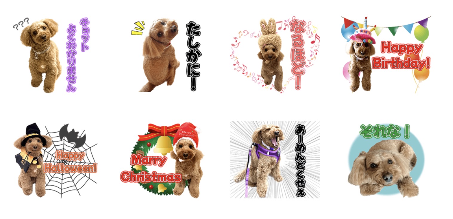 トイプードル「さくら♀」の日常 2 | Hapi Sta!（ハピスタ）- LINEスタンプ制作・作成代行サービス