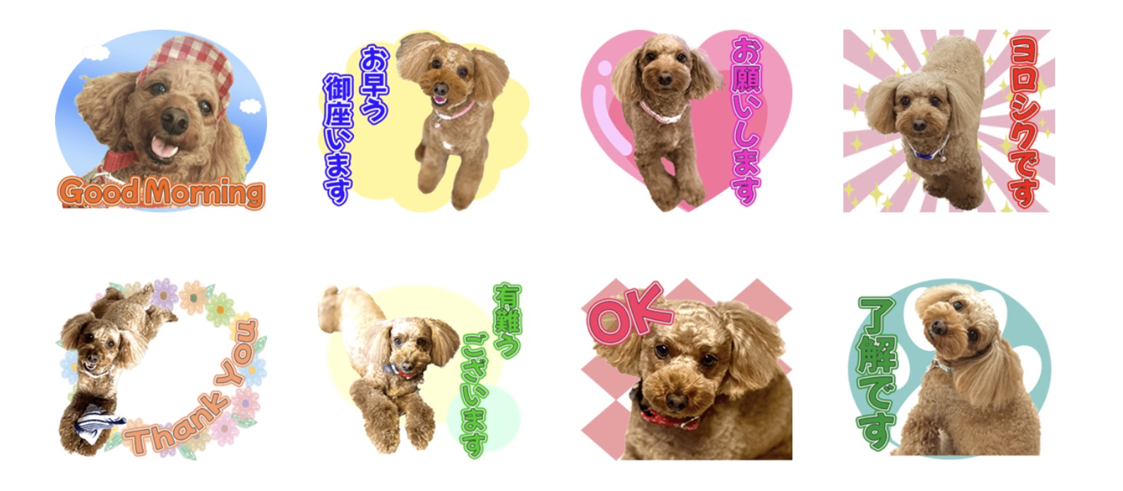 トイプードル「さくら♀」の日常 2 | Hapi Sta!（ハピスタ）- LINEスタンプ制作・作成代行サービス