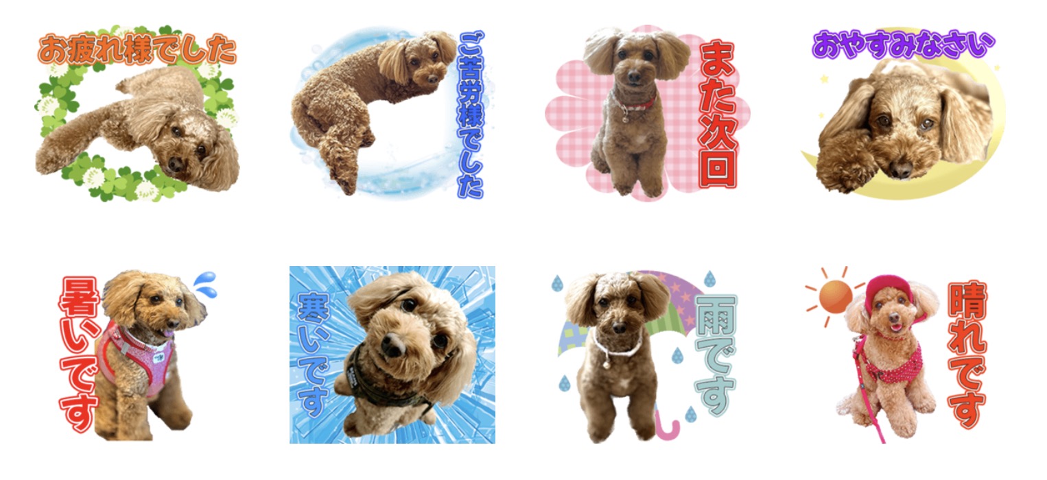 トイプードル「さくら♀」の日常 2 | Hapi Sta!（ハピスタ）- LINEスタンプ制作・作成代行サービス
