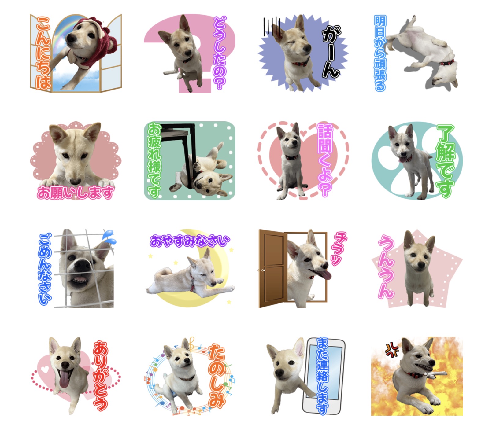 白柴のみるくちゃん | Hapi Sta!（ハピスタ）- LINEスタンプ制作・作成代行サービス